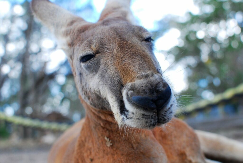 Outback - Australien Lexikon